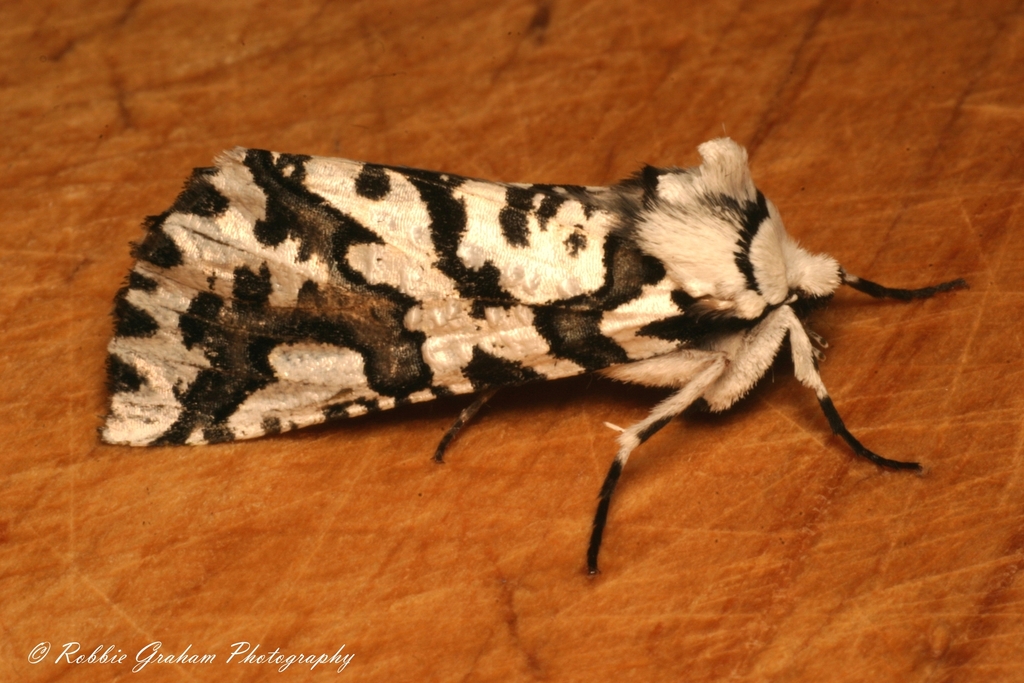 North Island Lichen Moth from 141 State Highway 1, Waitahanui 3378, New ...