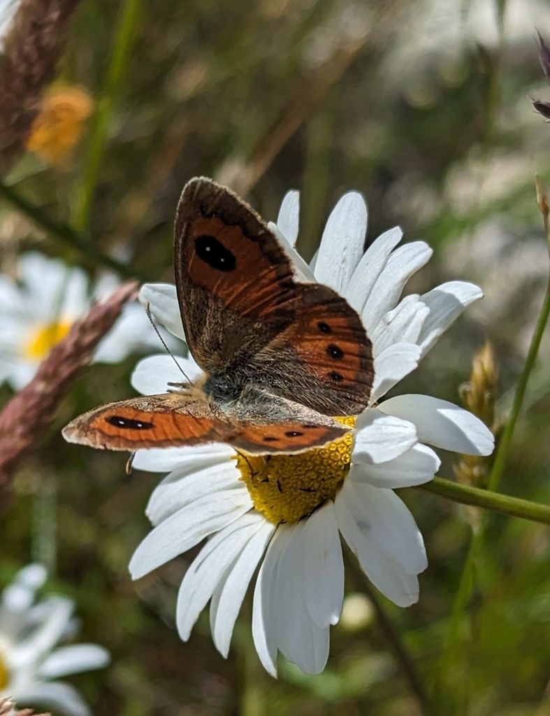 Common tussock butterfly from Poplars Range 7392, Nieuw-Zeeland on ...