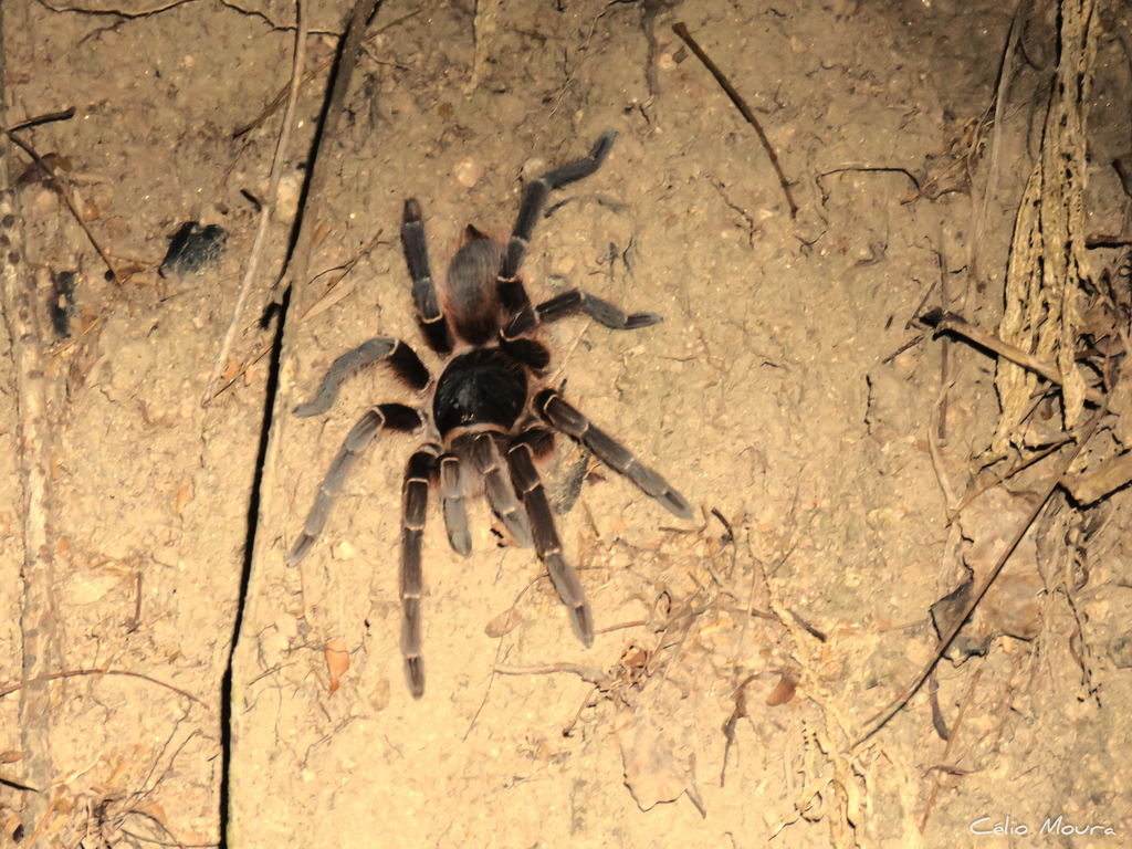 Natal Brown Birdeater from Serra de Maranguape - Maranguape, State of ...