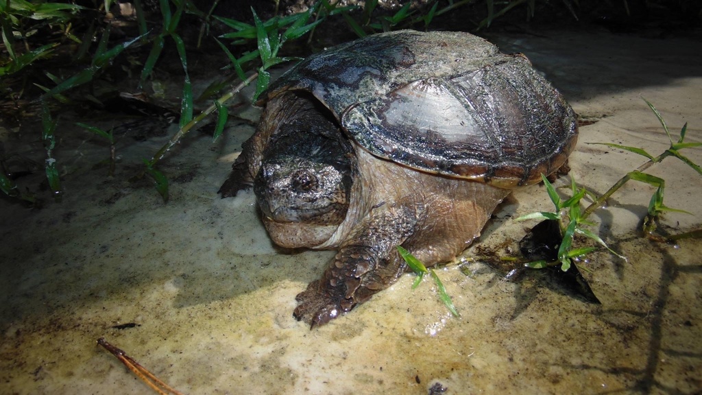 Common Snapping Turtle from Emerson St, Waycross, GA, US on June 5 ...