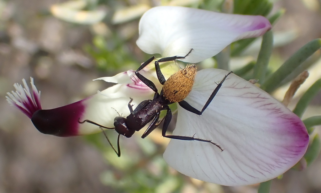 Blonde Balbyter Ant from Kapteinskloof, Garden Route District ...
