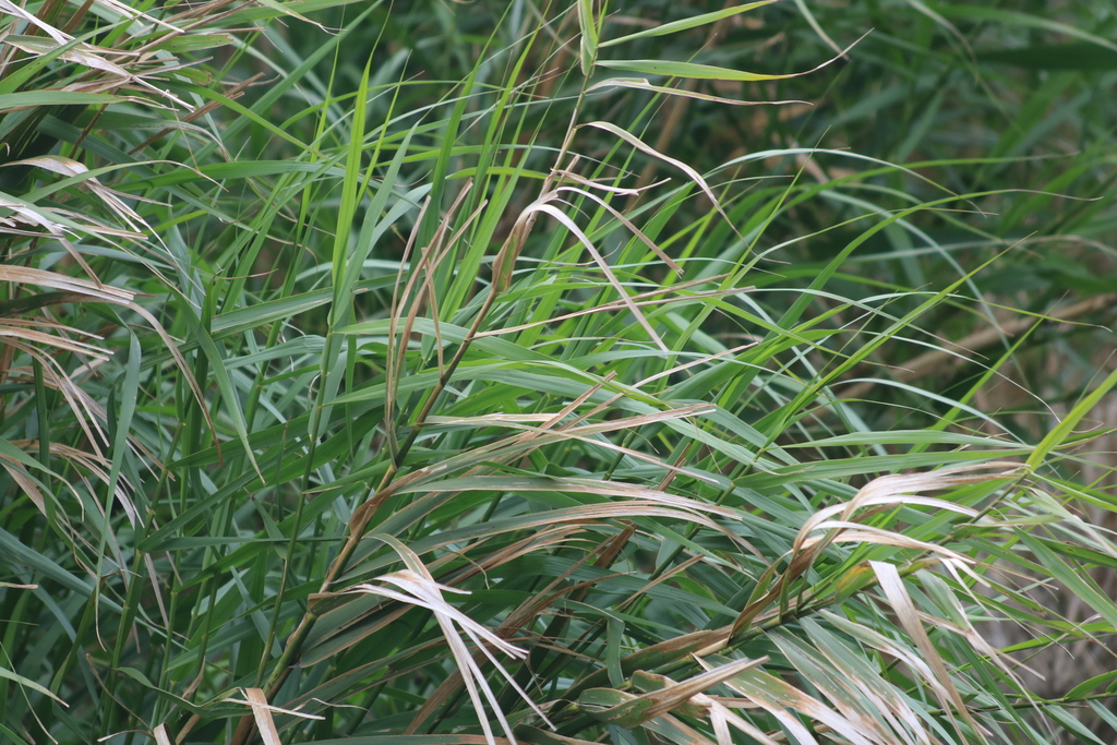 Tall Reed from Waikanae Beach 5036, New Zealand on January 5, 2024 at ...