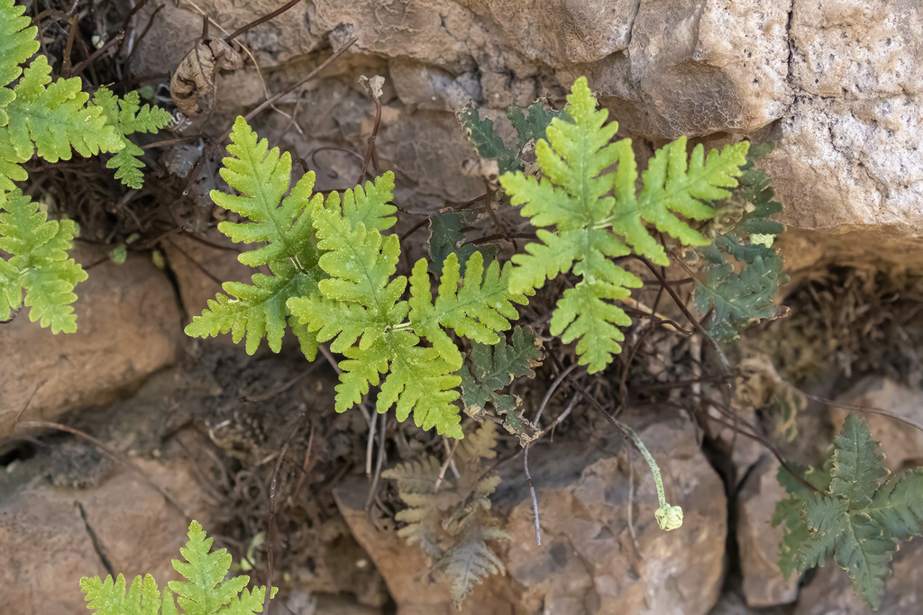 star cloak fern from Maricopa County, AZ, USA on January 5, 2024 at 10: ...