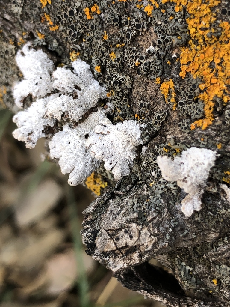 splitgill mushroom from Prescott National Forest, Cottonwood, AZ, US on ...