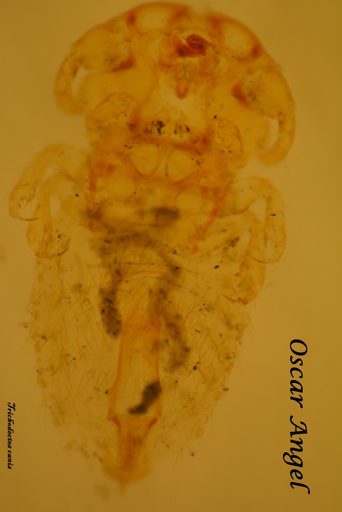 Trichodectes canis (de Geer, 1778)