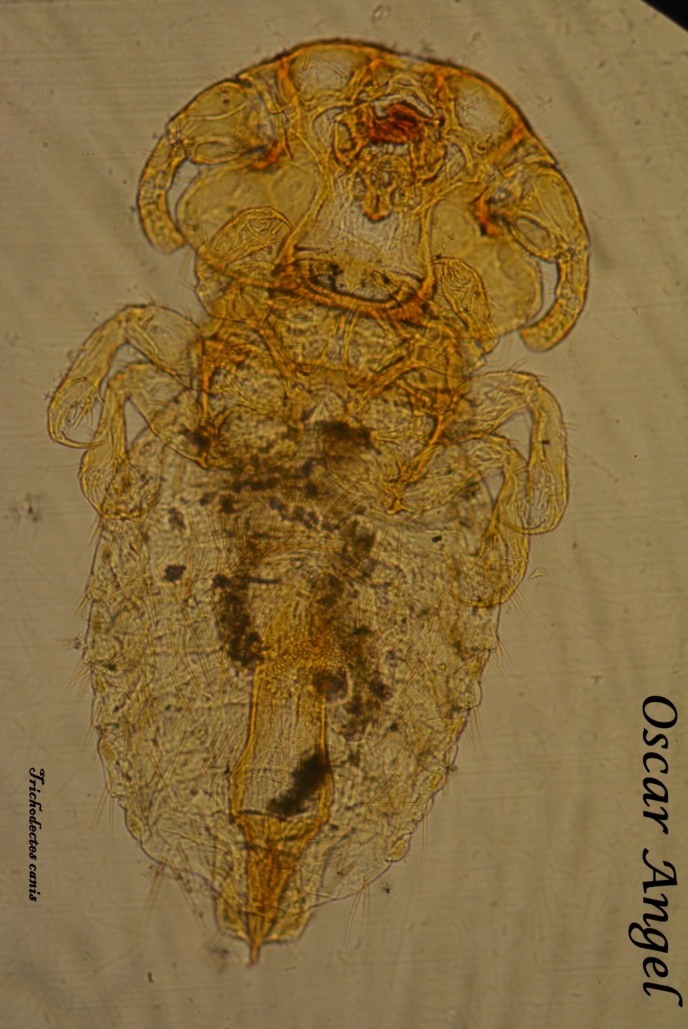 Trichodectes canis (de Geer, 1778)