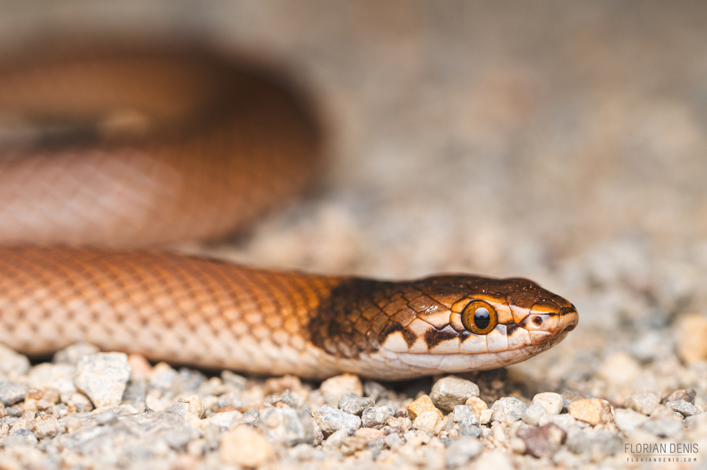 Curl Snake (Suta suta) - Snakes and Lizards