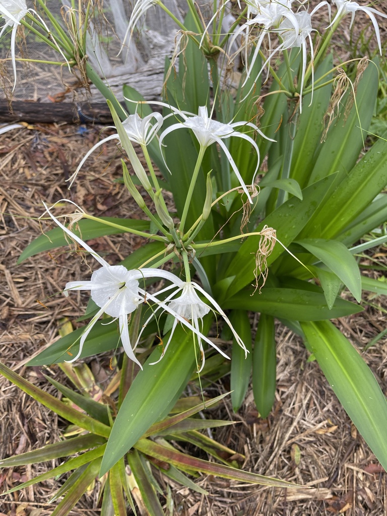 Beach Spider Lily from Scrub Rd, Tandur, QLD, AU on January 6, 2024 at ...