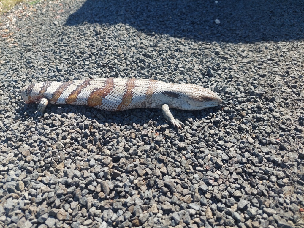 Eastern Blue-tongued Skink from The Gums QLD 4406, Australia on January ...