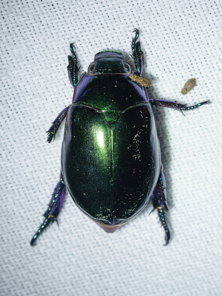 Repsimus aeneus in January 2024 by Jacob Crisp · iNaturalist