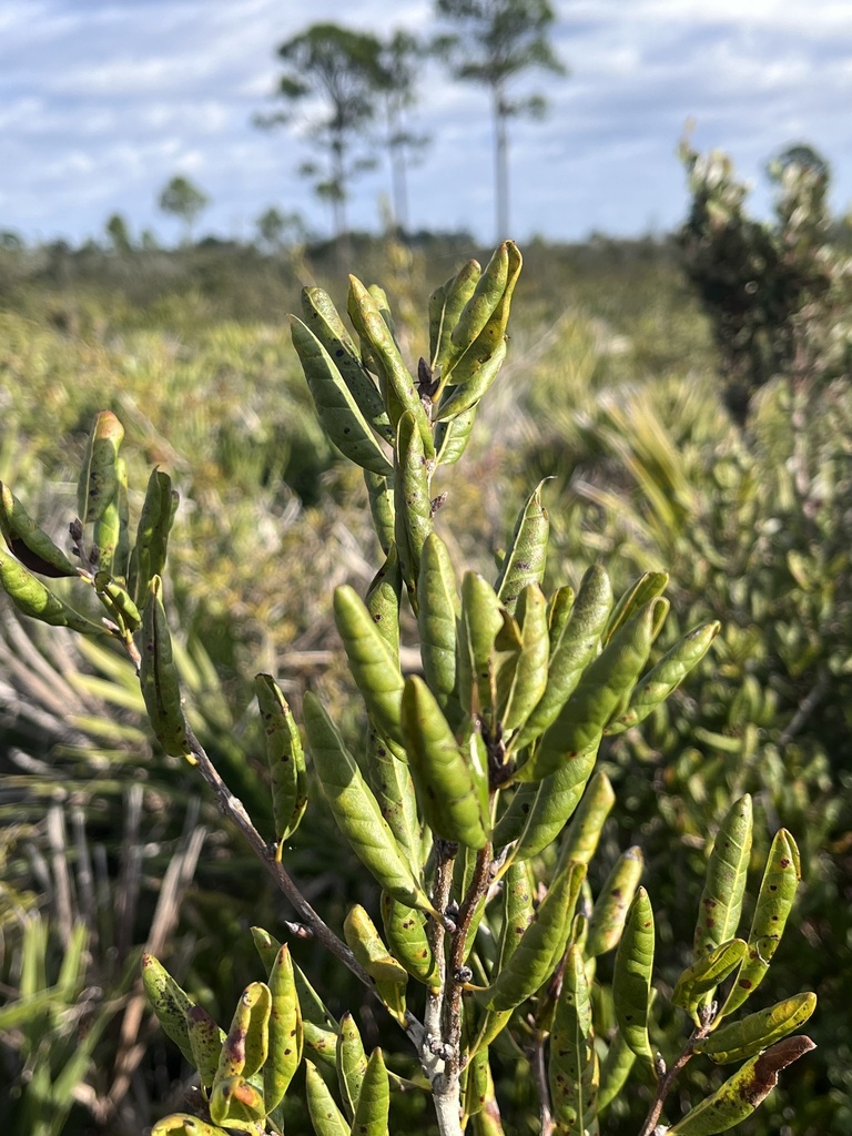 Florida scrub oak from Lake Placid, FL, US on January 5, 2024 at 09:29 ...