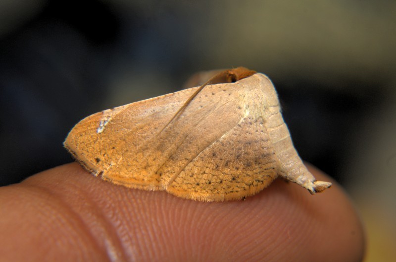 Calindoea mollicellalis from NEHU, Shillong on May 24, 2013 by Rohit ...