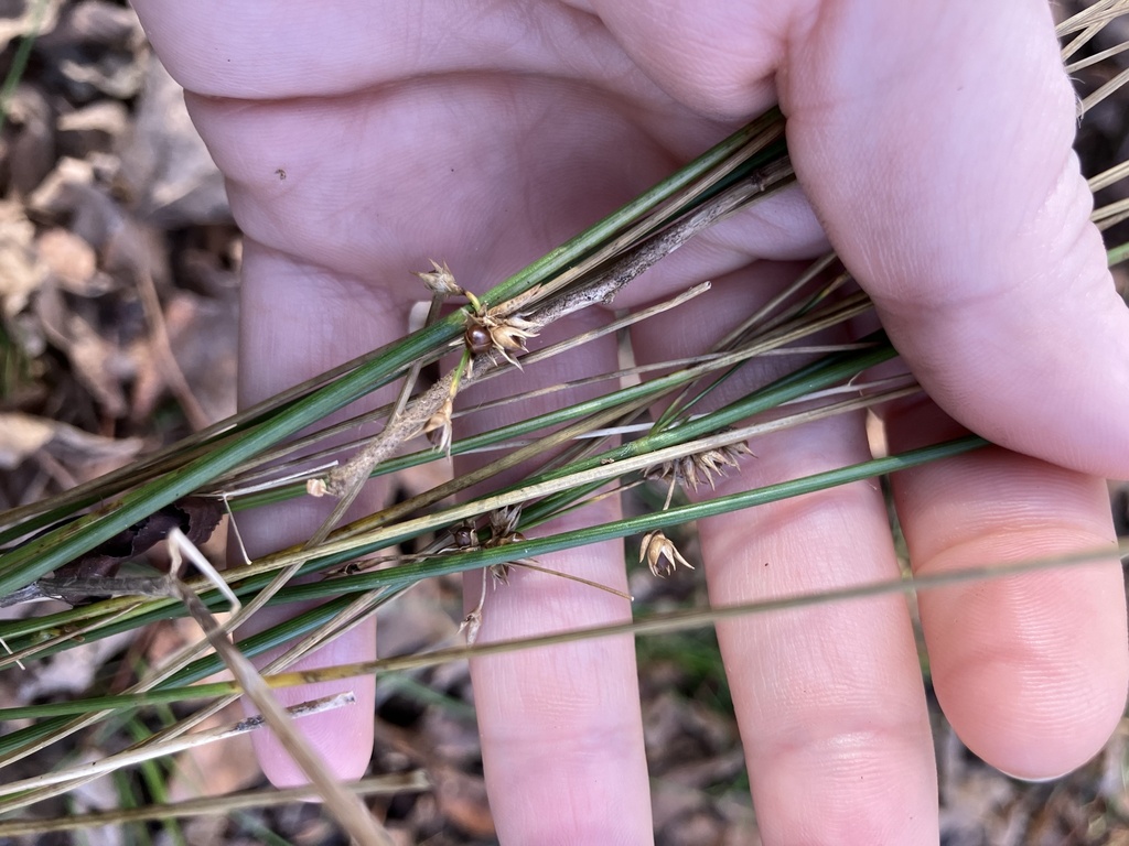 Leathery Rush from Thom Rd, Mebane, NC, US on January 5, 2024 at 03:12 ...