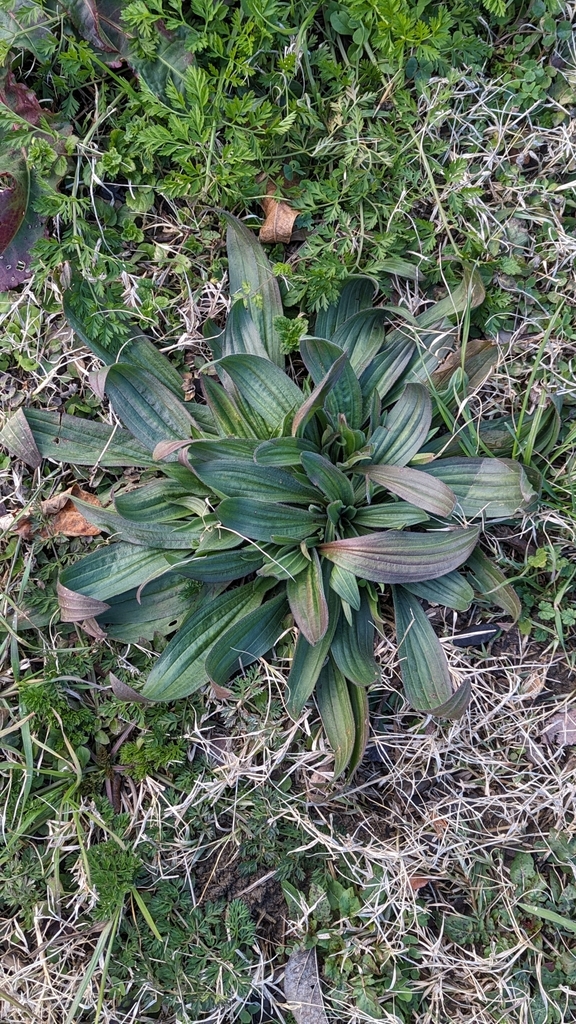 ribwort plantain from Mesquite, TX 75149, USA on January 5, 2024 at 04: ...