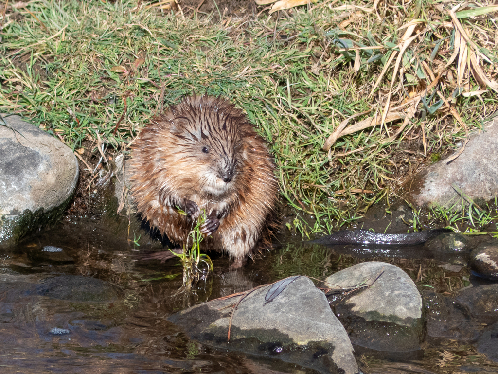 Muskrat from Fruitdale, Wheat Ridge, CO 80033, USA on January 5, 2024 ...