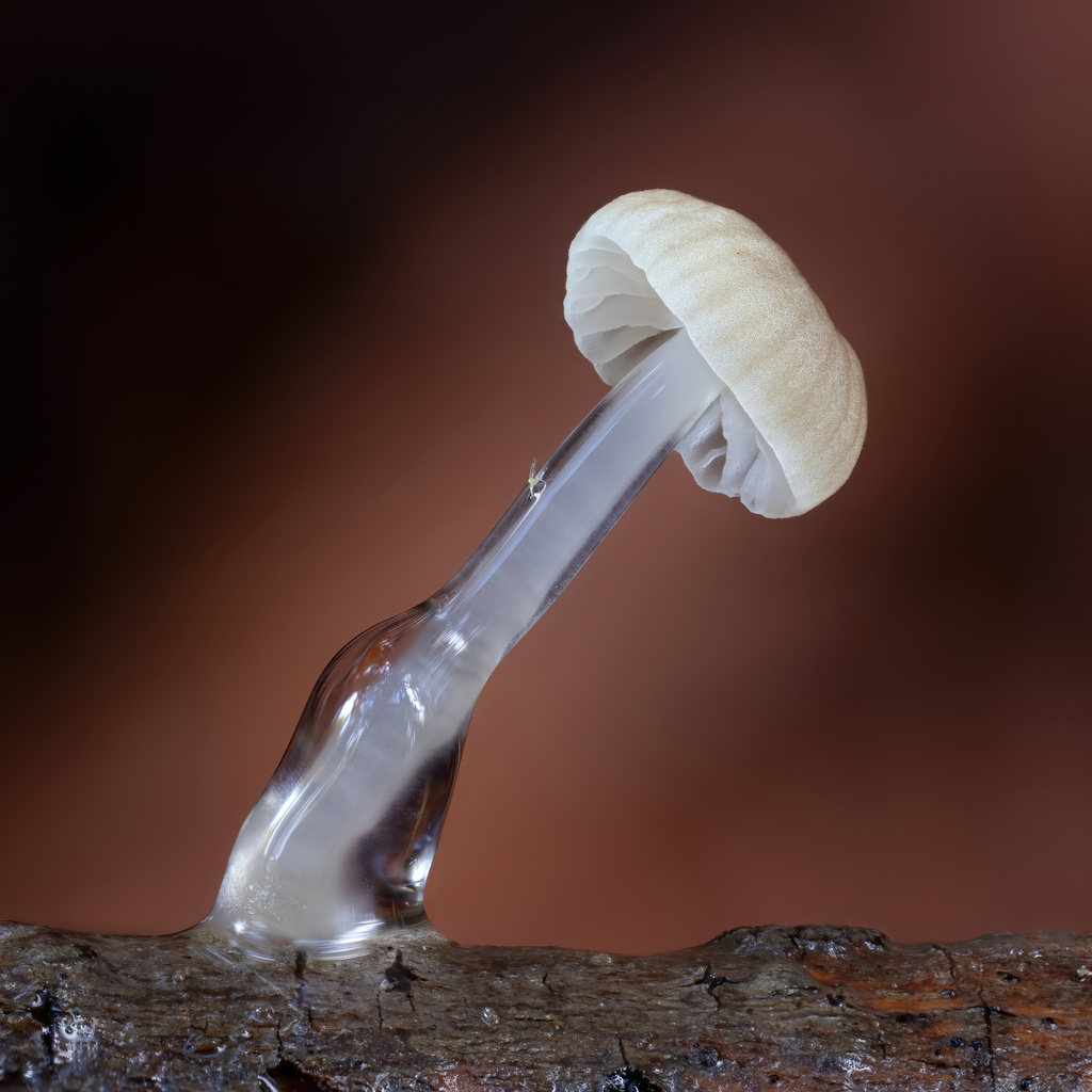 Dripping Bonnet from Sonoma County, US-CA, US on January 3, 2024 at 02: ...