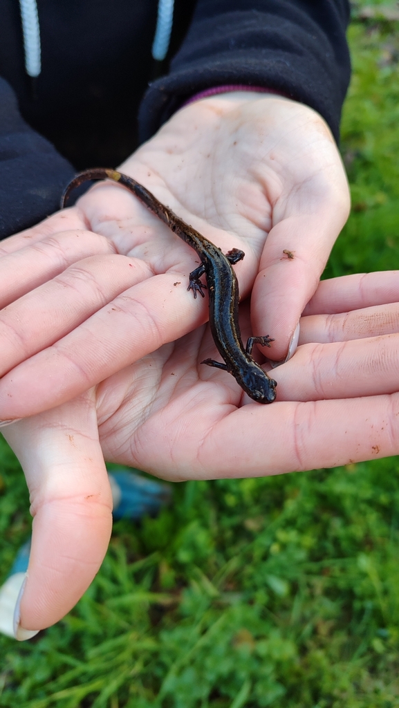 Gold-striped salamander from Rua da Calçada do Portal - Vilar, 3350-030 ...