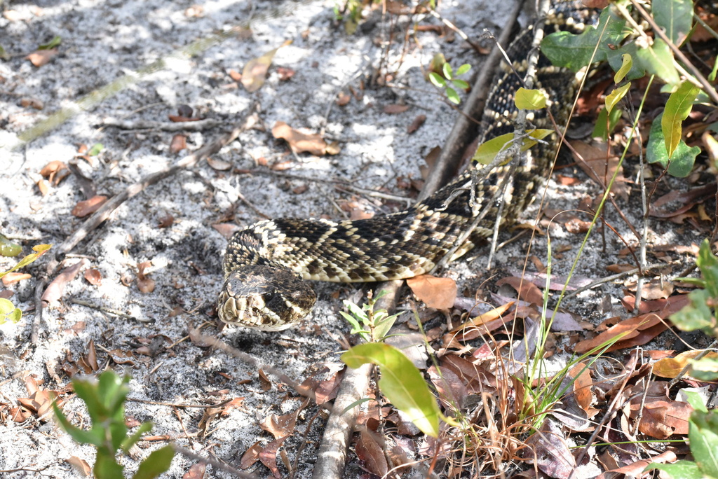 Eastern Diamondback Rattlesnake in January 2024 by Connor O’Brien ...