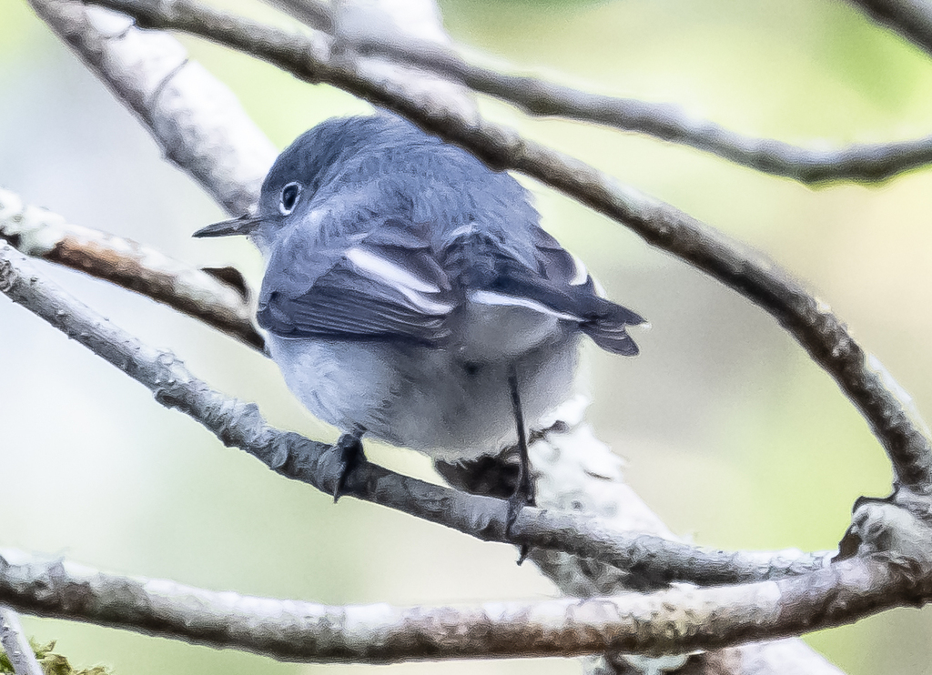 Blue-gray Gnatcatcher from Collier, Florida, United States on January 5 ...