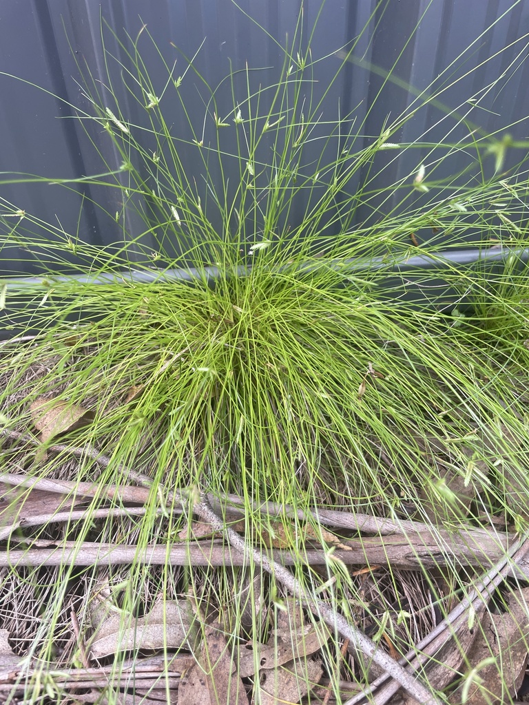 Slender Flat-sedge from Portsmouth Cct, Llandilo, NSW, AU on January 6 ...