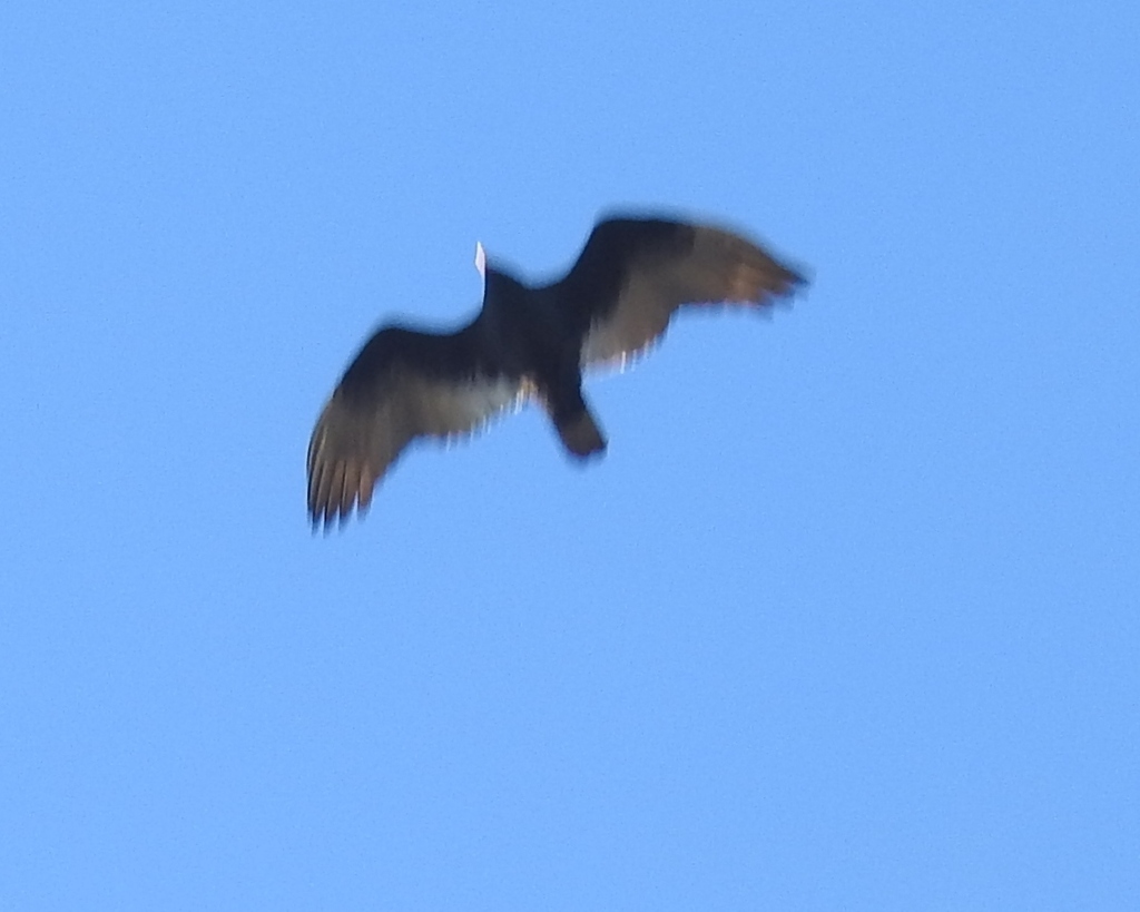 Turkey Vulture from Caroline County, MD, USA on January 5, 2024 at 11: ...
