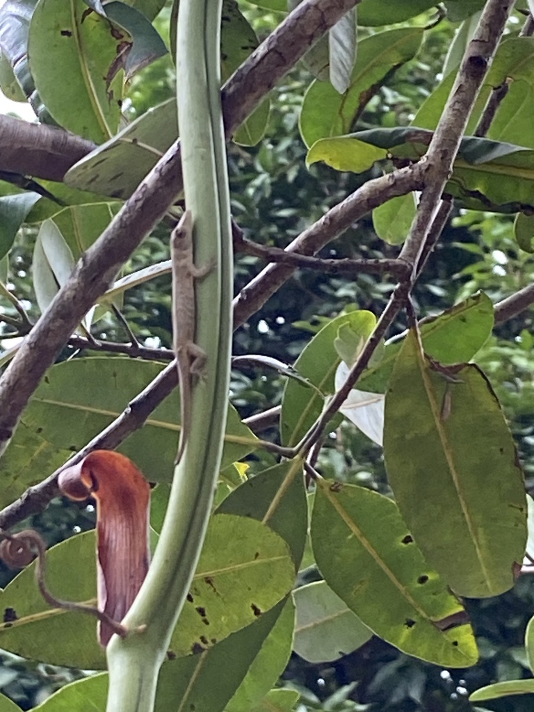 Dwarf Anole from Puerto Rico, San Germán, Puerto Rico, US on January 5 ...