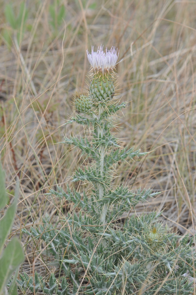 yellowspine thistle from Larimer County, CO, USA on August 9, 2020 at ...