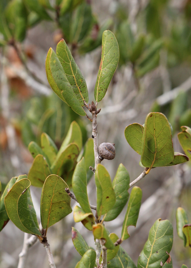 Florida scrub oak from Cypress Knee Cove Mobile Home Park, Florida ...