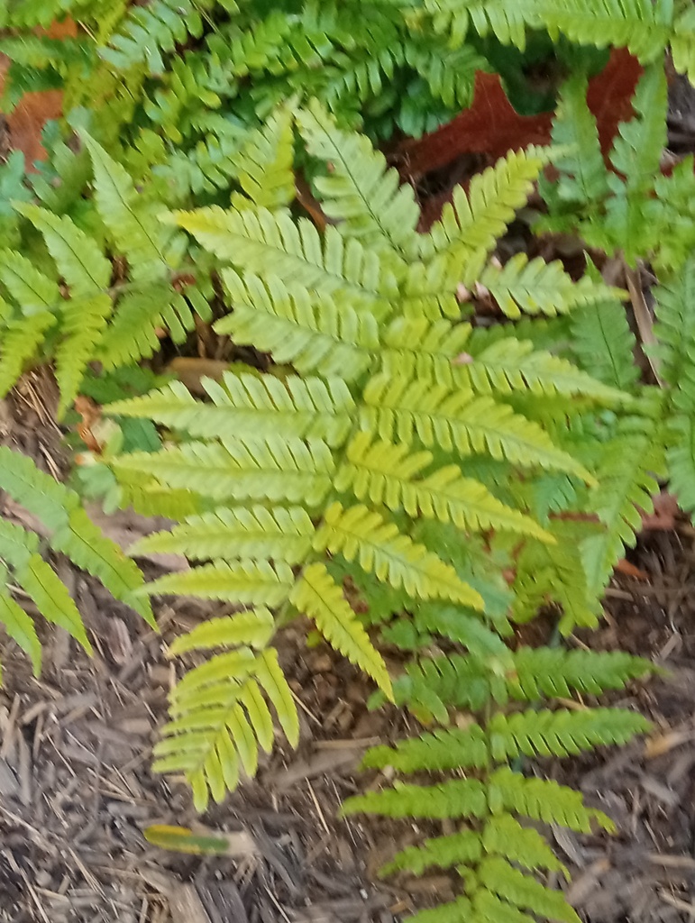 autumn fern from Hybla Valley, VA, USA on January 5, 2024 at 11:52 AM ...