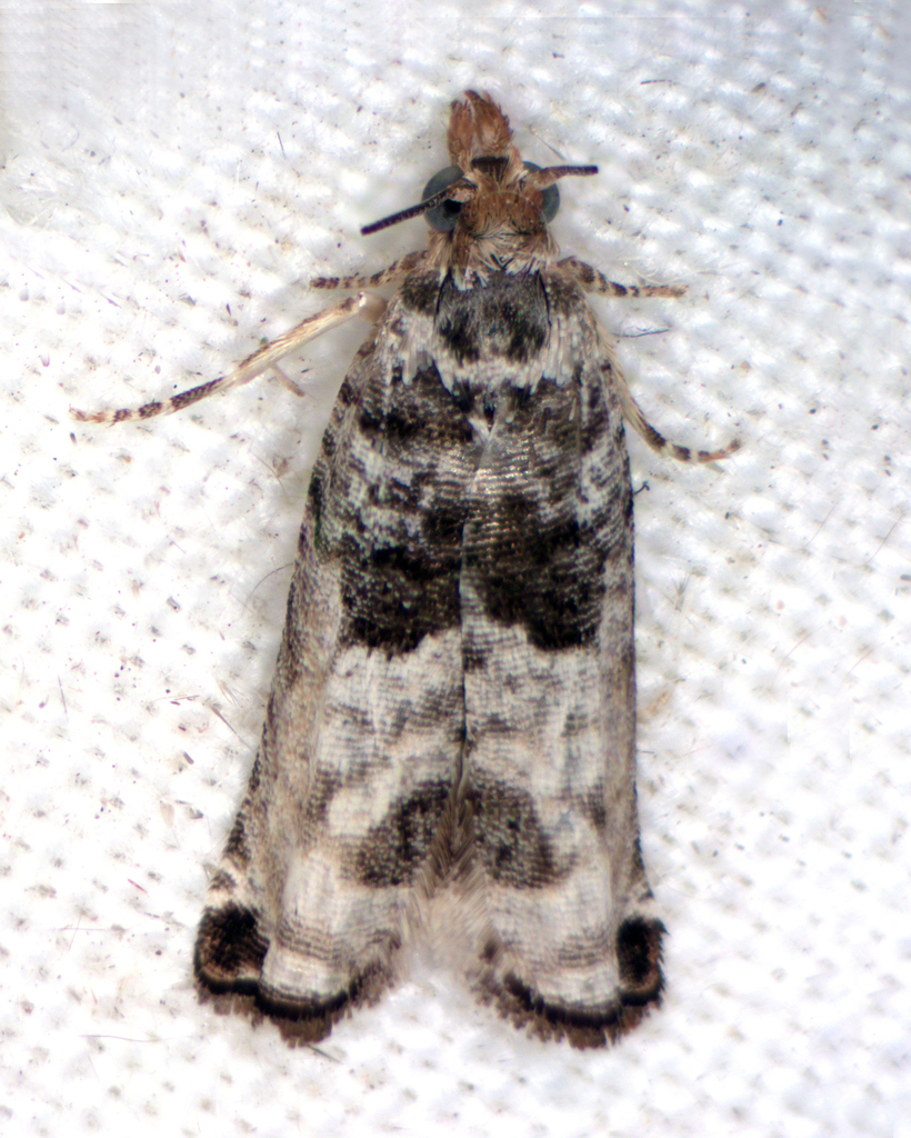 Spilonota constrictana from Gordon VIC 3345, Australia on January 5 ...