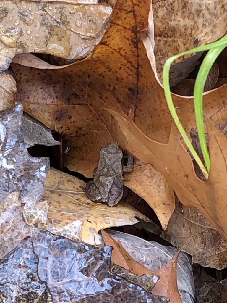 Spring Peeper from Jay Cooke State Park, Esko, MN, US on October 21 ...