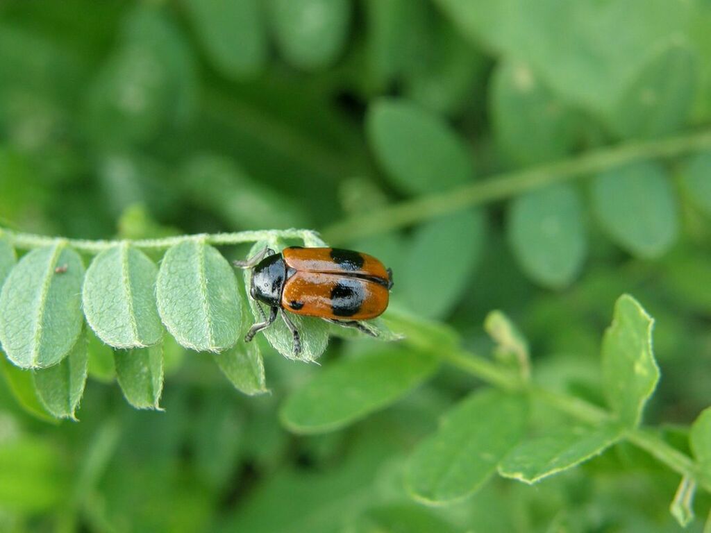 Clytra laeviuscula from Ишимбай, Респ. Башкортостан, Россия on June 21 ...