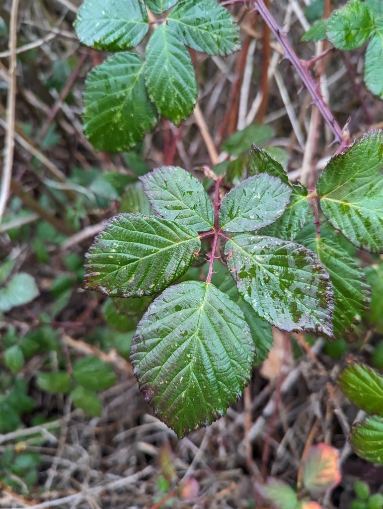 Himalayan Blackberry from Victoria, BC V8X 2B1, Canada on January 5 ...