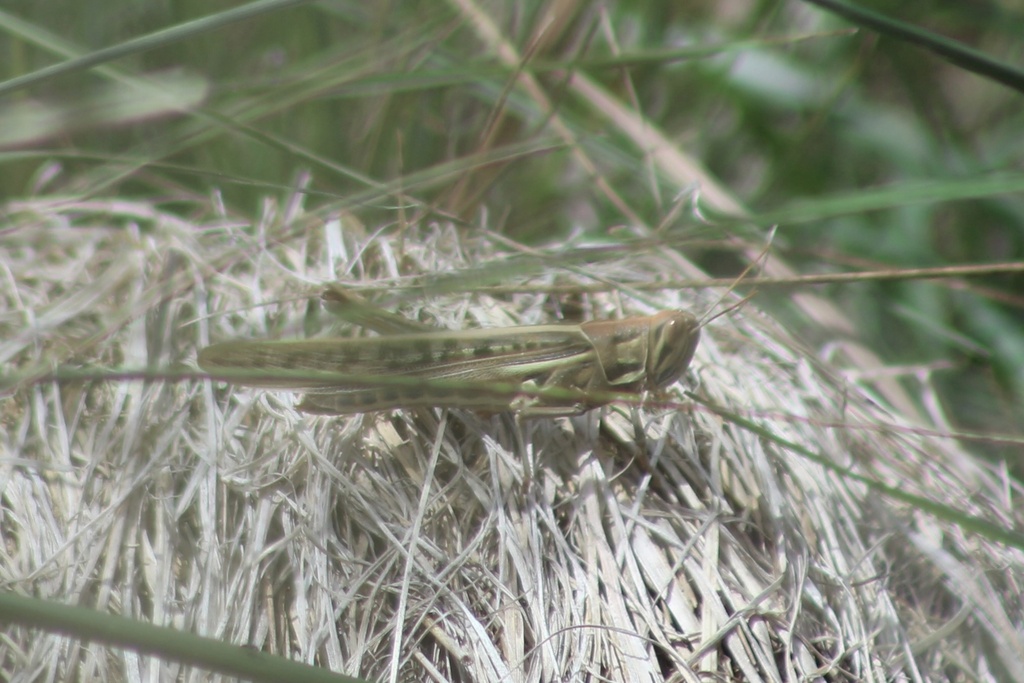 Spur-throated Locust from Mother of Ducks Lagoon Nature Reserve, Guyra ...