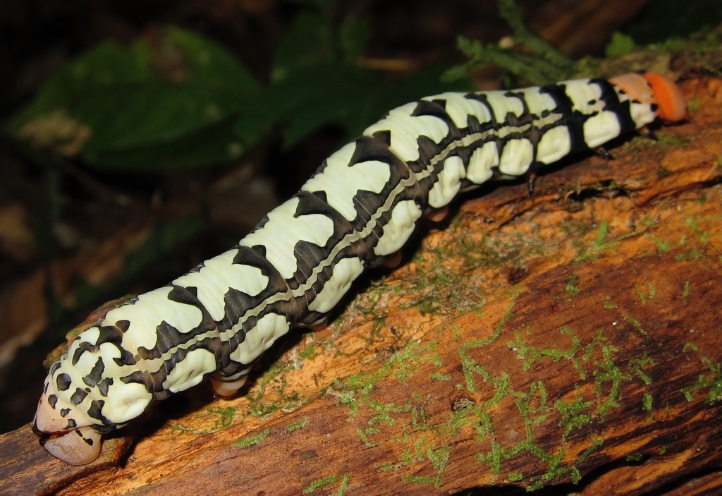 Isognathus leachii from Manú Province, Peru on October 1, 2010 at 09:15 ...
