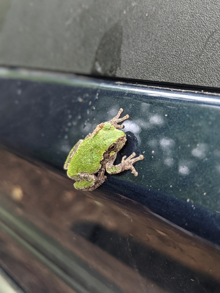 Gray Treefrog from Springfield, WI, USA on September 9, 2022 at 05:42 ...