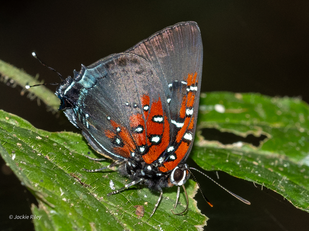 Bright Brangas from ARCC, Lago Soledad, Tambopata, Peru on August 30 ...