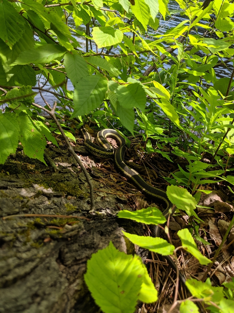 Common Garter Snake from Westboro, WI, USA on June 11, 2019 at 11:43 AM ...