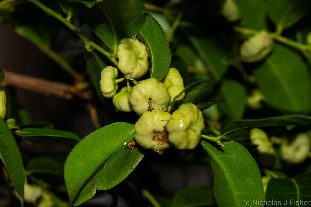 Cheese Tree from Tamborine Mountain QLD 4272, Australia on January 2 ...