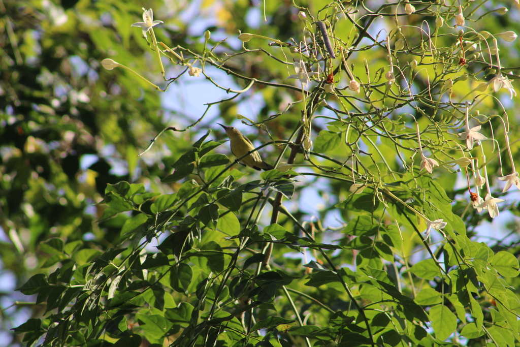 Cinnyris Sunbirds from 21 Huay Kaew Rd, Tambon Su Thep, Amphoe Mueang ...