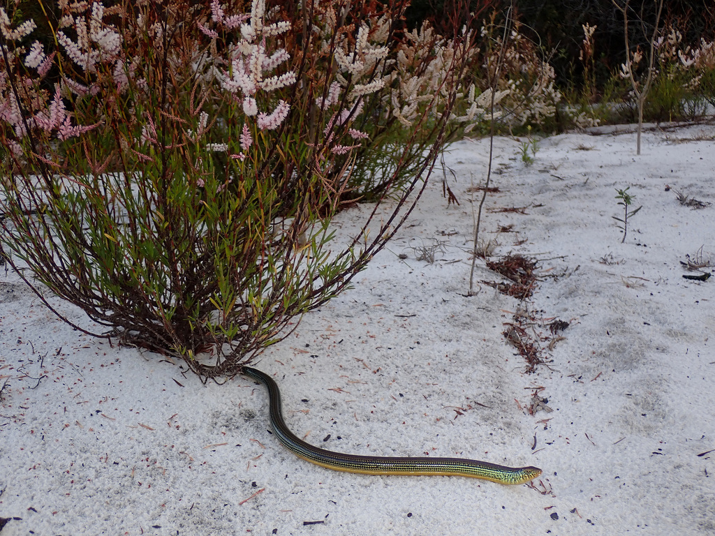 Eastern Glass Lizard from Jensen Beach, FL 34957, USA on December 1 ...