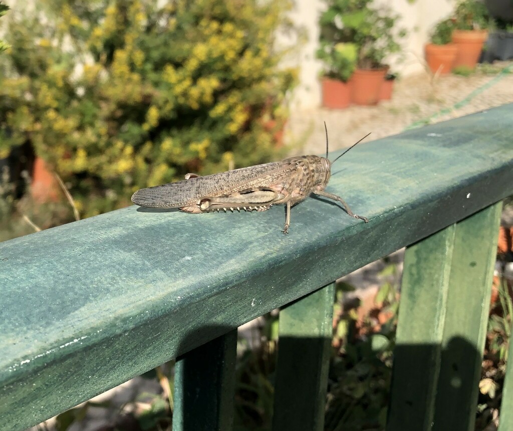 Egyptian Bird Grasshopper from 2765 Estoril, Portugal on October 14 ...
