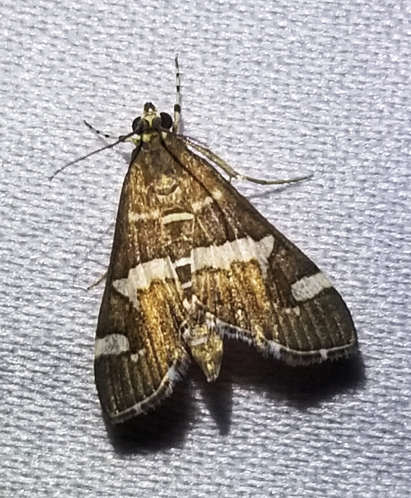 Hawaiian Beet Webworm Moth from Harlingen, TX, USA on January 5, 2024 ...
