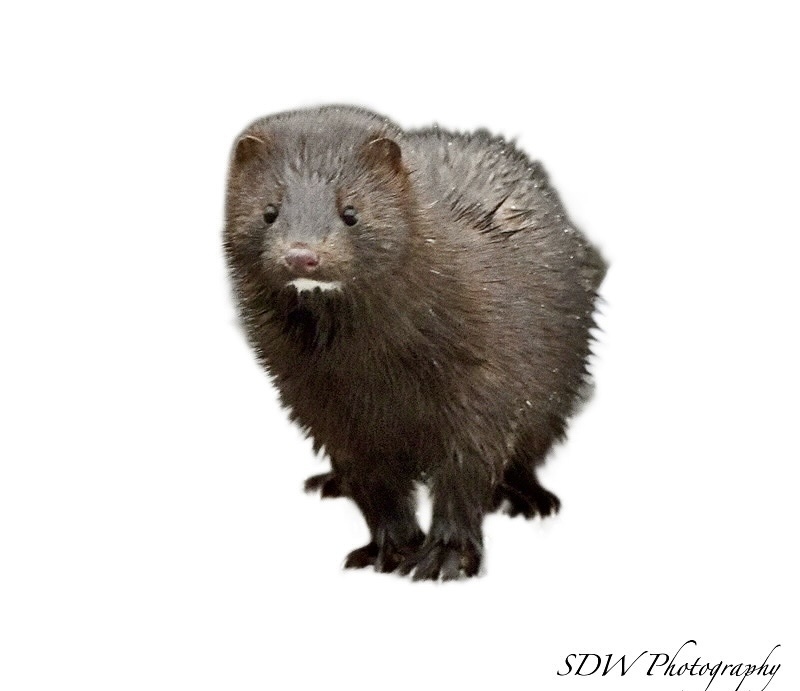 American Mink from Reinstein Woods Nature Preserve, Depew, NY, US on ...
