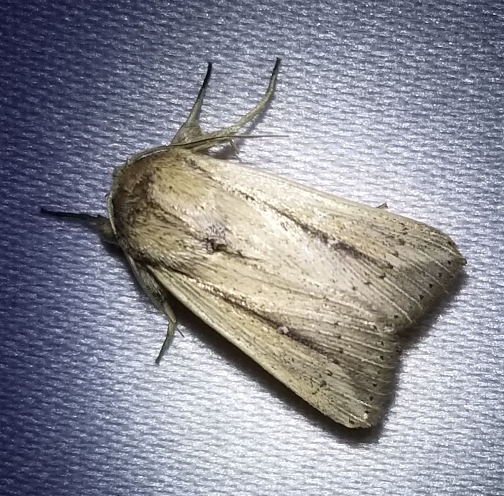 Unknown Wainscot from Harlingen, TX, USA on January 5, 2024 at 01:00 AM ...
