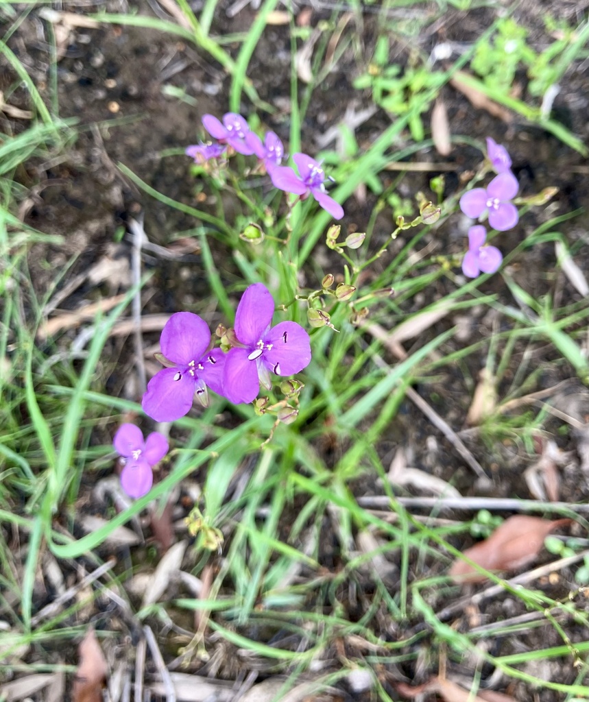Grass Lily from Deagon Wetlands Reserve, Sandgate, QLD, AU on January 6 ...