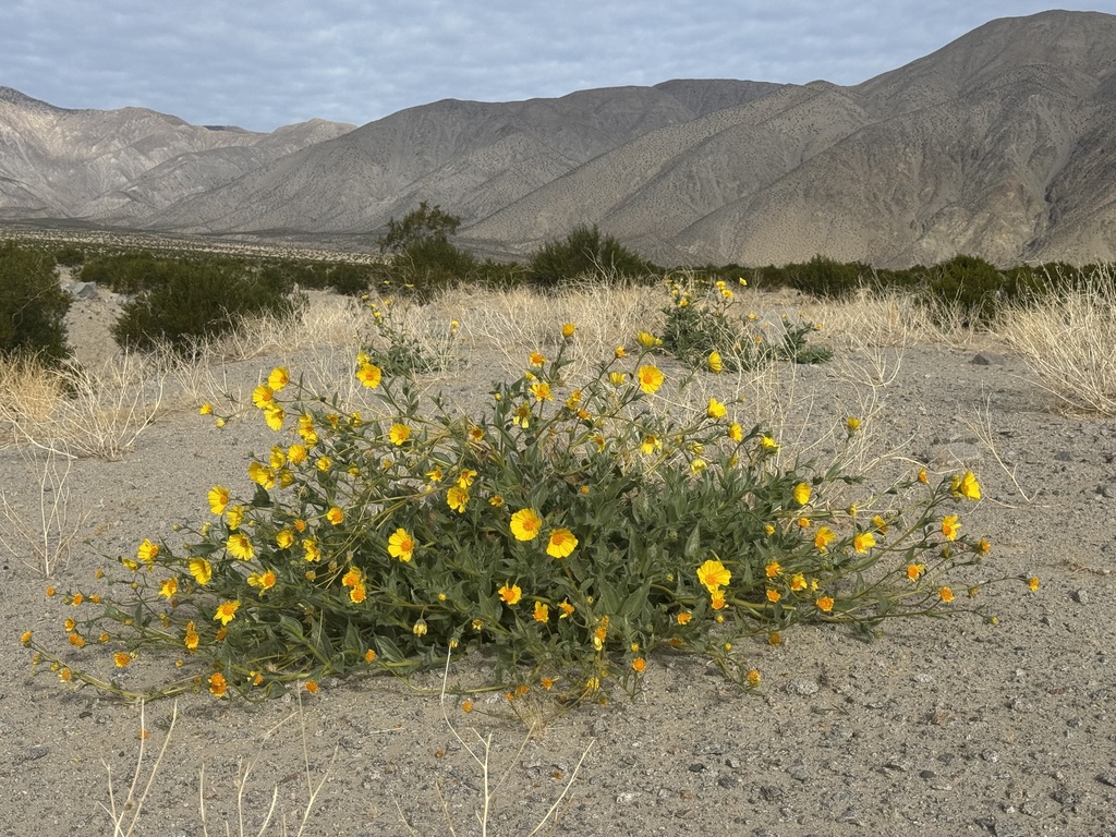 Desert Sunflower from Inyo County, CA, USA on January 2, 2024 at 10:23 ...