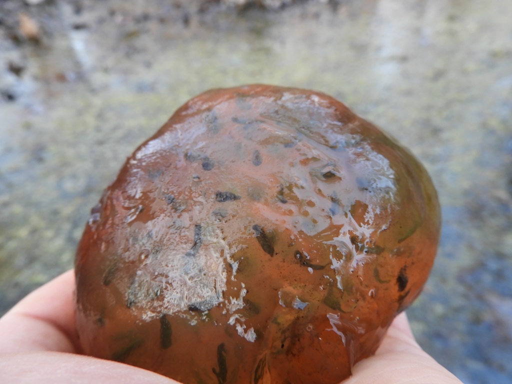 Salamander Algae (Oophila amblystomatis) - Botanical Realm