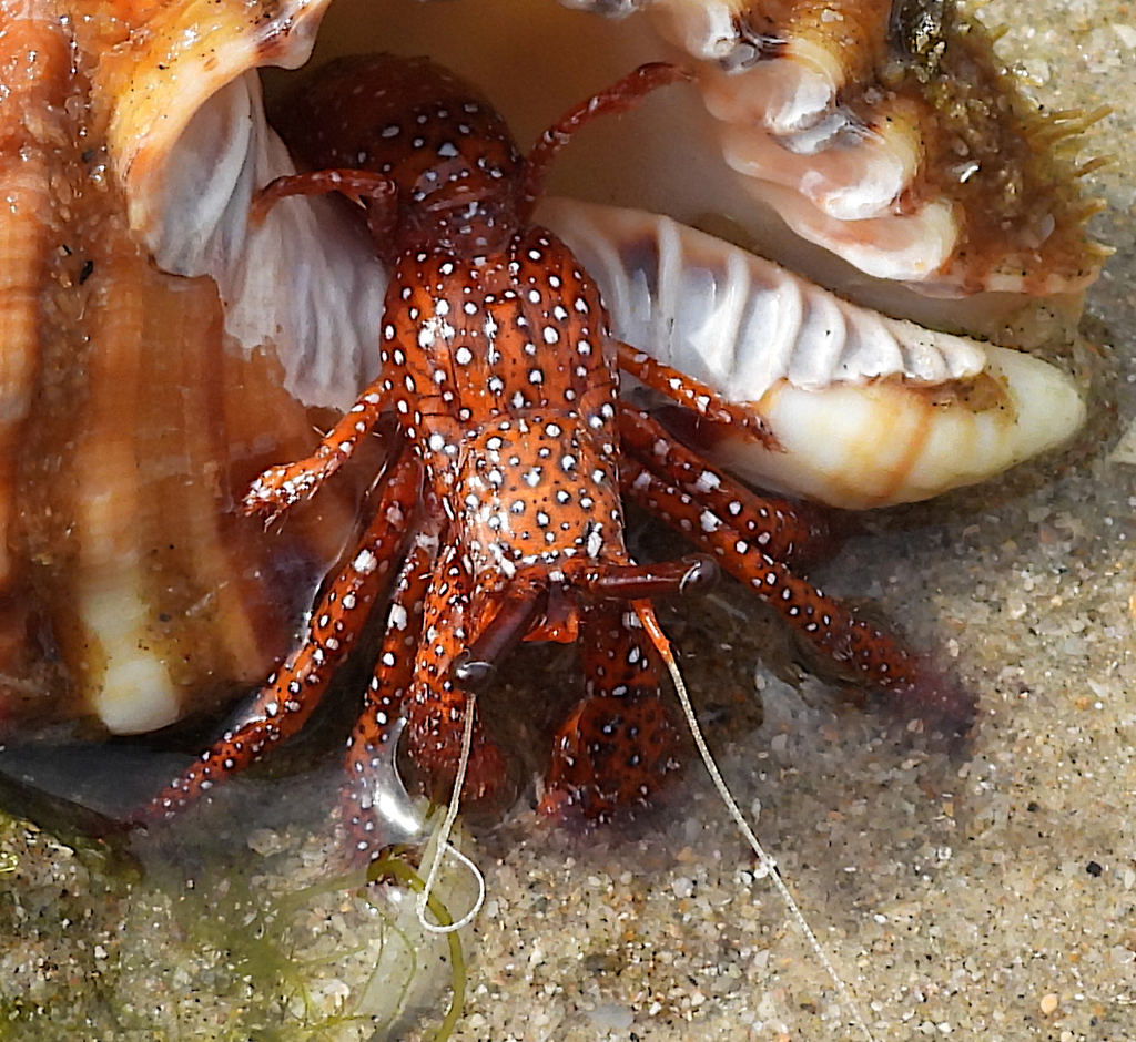 White-spotted Hermit Crab from Iluka Bluff north NSW 2466, Australia on ...