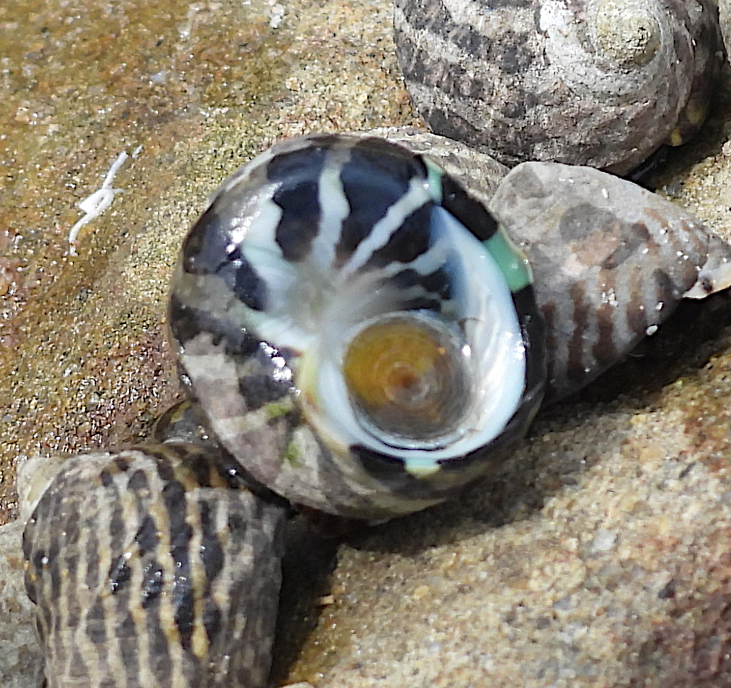 Zebra Top Snail from Iluka Bluff north NSW 2466, Australia on January 5 ...